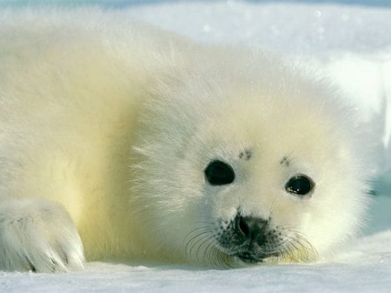 Top 12 Fluffiest Animals In The World - Feri.org