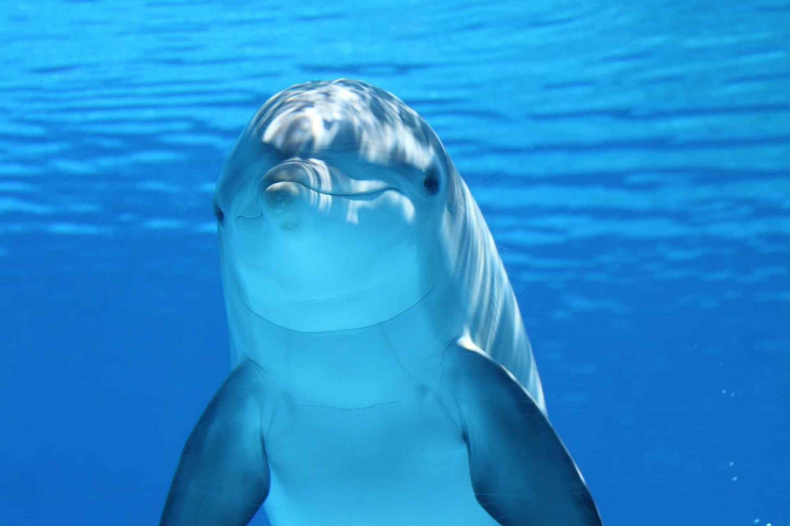 Top 10 National Animals in Europe - Feri.org