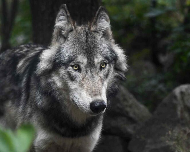 Top 10 Fiercest Animals - Feri.org