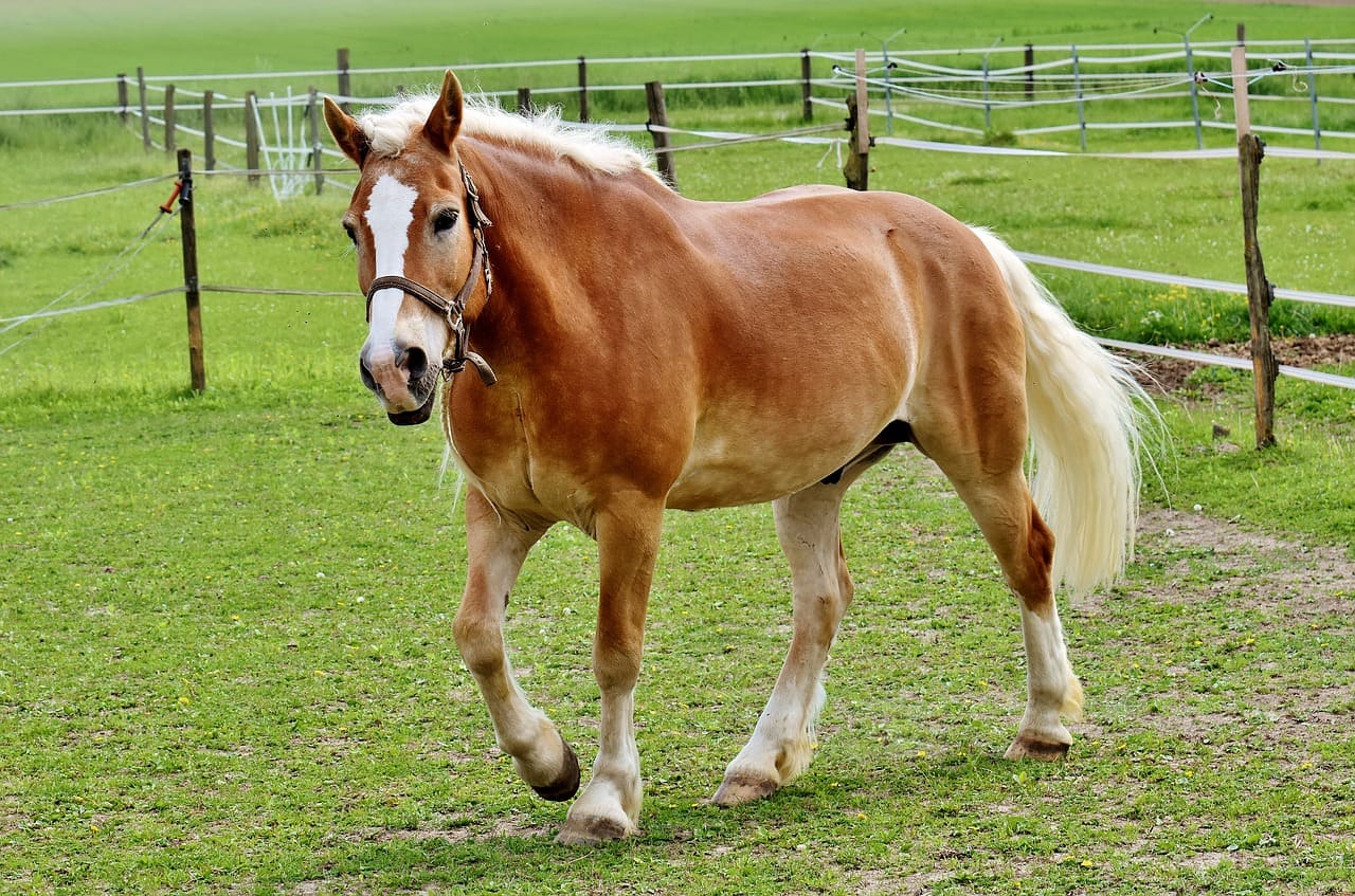 Top 10 Best Draft Horse Breeds - Feri.org