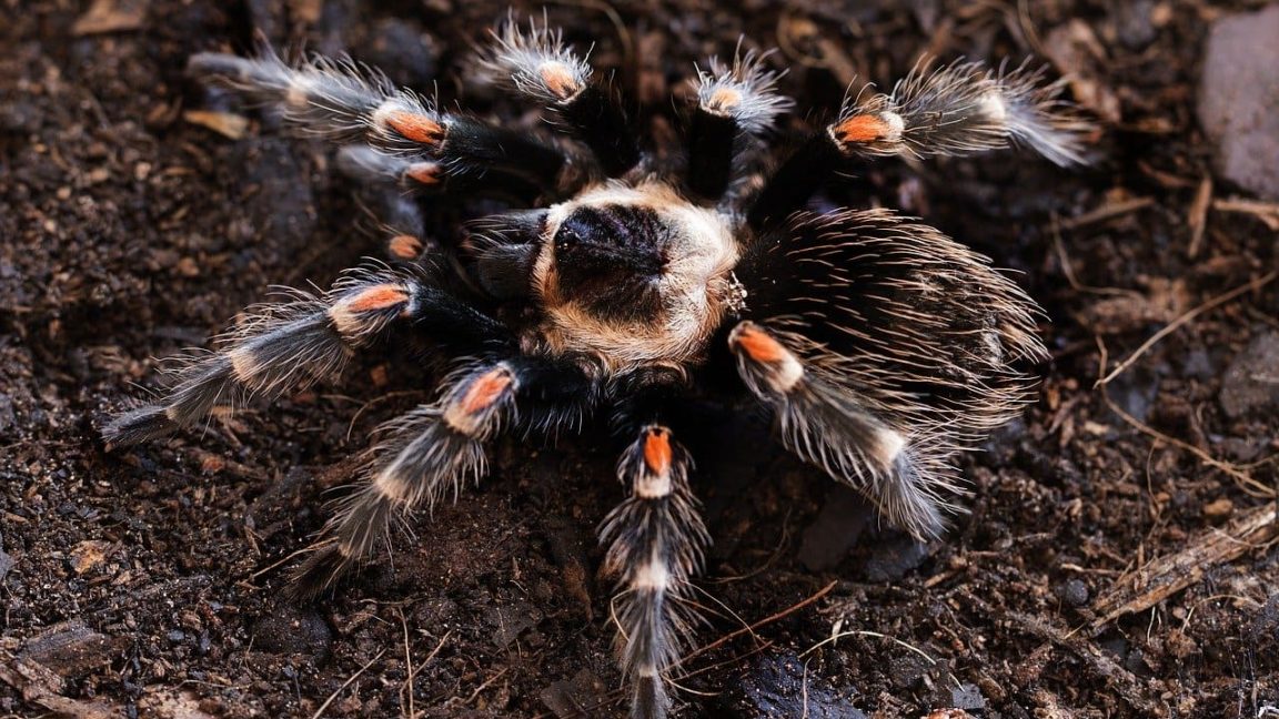 Top 10 Most Scary Spiders - Feri.org