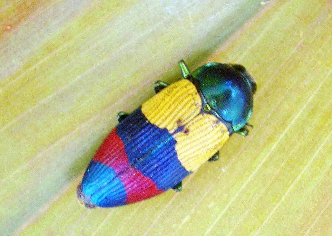 Top 10 Most Beautiful Jewel Beetles - Feri.org