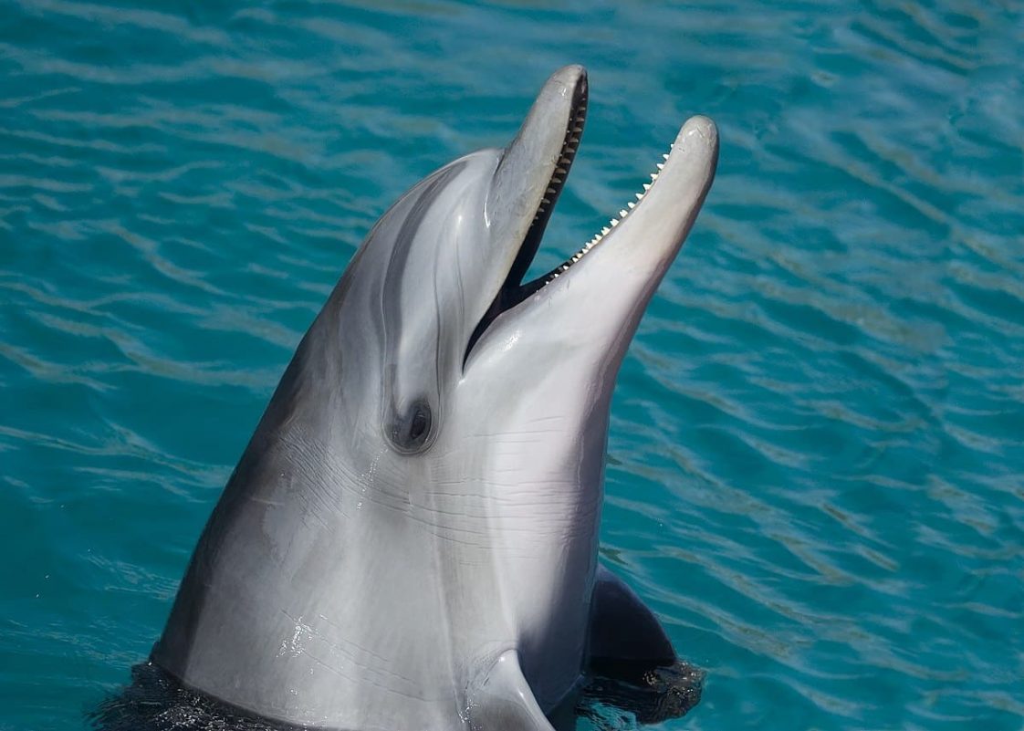 10 Cutest Marine Animals - Feri.org
