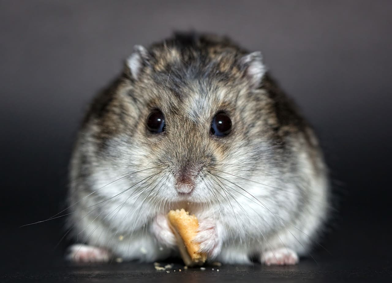 Top 10 Coolest Rodents - Feri.org