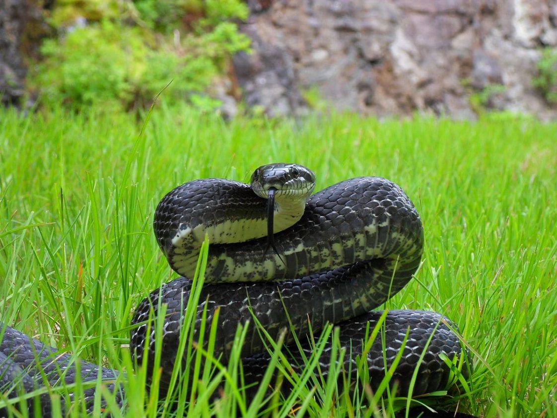 Top 10 Smelliest Animals - Feri.org