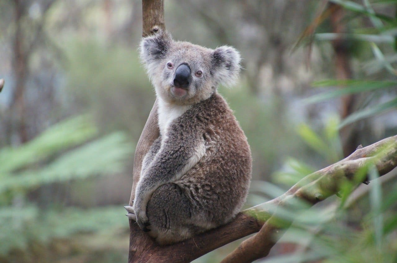 Top 10 Calmest Animals In The World - Feri.org