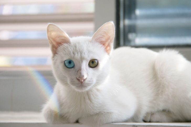 Top 10 Most Graceful Animals - Feri.org