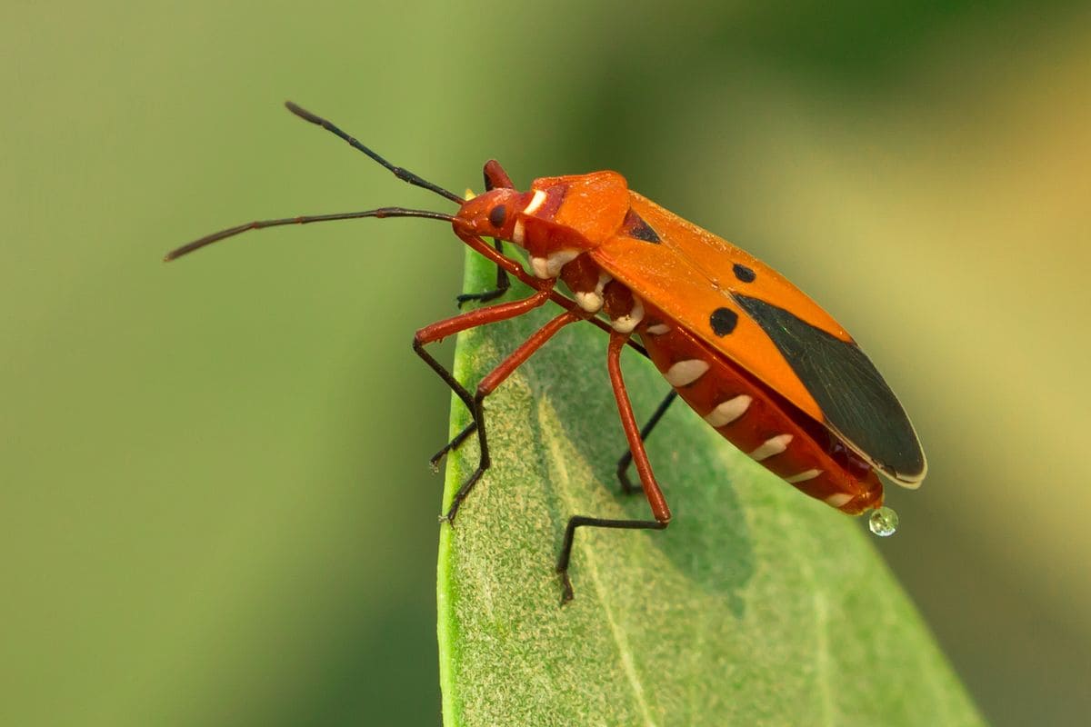 Top 10 Deadliest Insects In The World - Feri.org