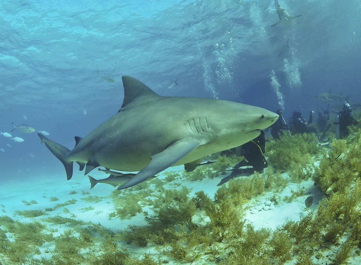 Top 10 Scary Sharks In The World - Feri.org