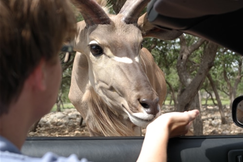 All You Need To Know About Natural Bridge Wildlife Ranch - Feri.org