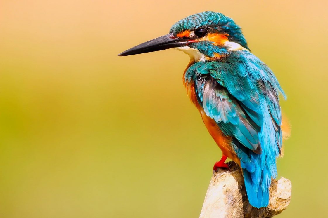 10 Most Popular Birds in the World - Feri.org