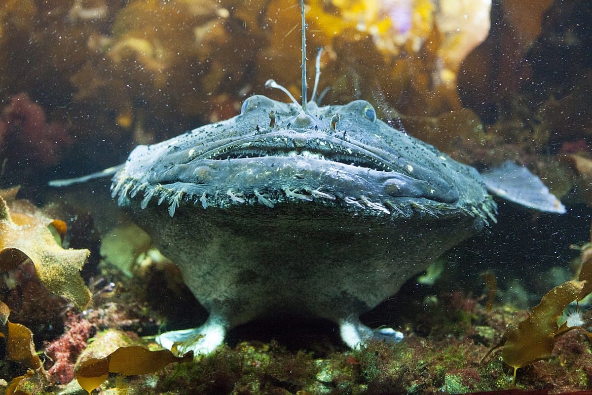 Top 10 Scariest Looking Animals - Feri.org