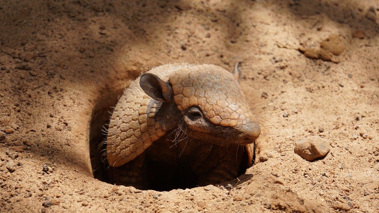 Top 10 Toughest Animals In The World - Feri.org