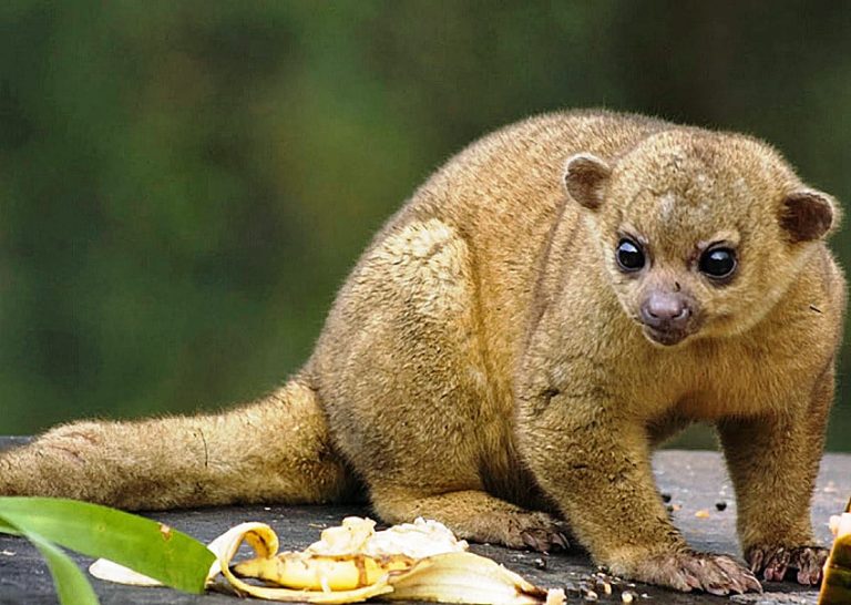 10 Lesser Known Animals In The World - Feri.org