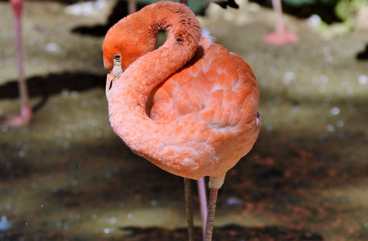 15 Interesting Flamingo Facts - Feri.org