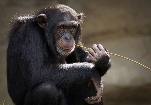 15 Interesting Chimpanzee Facts - Feri.org