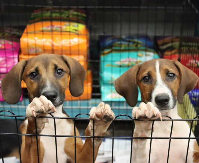 Why It Could Be Essential to Have a Pet Shop Near Me - Feri.org