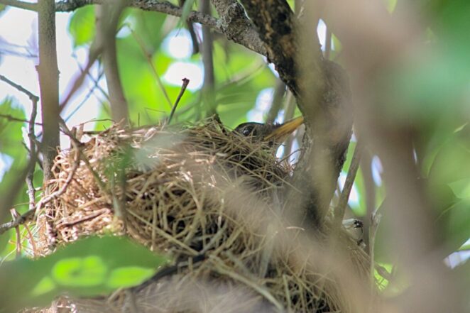 How to Make a Bird's Nest in Minnesota? - Feri.org