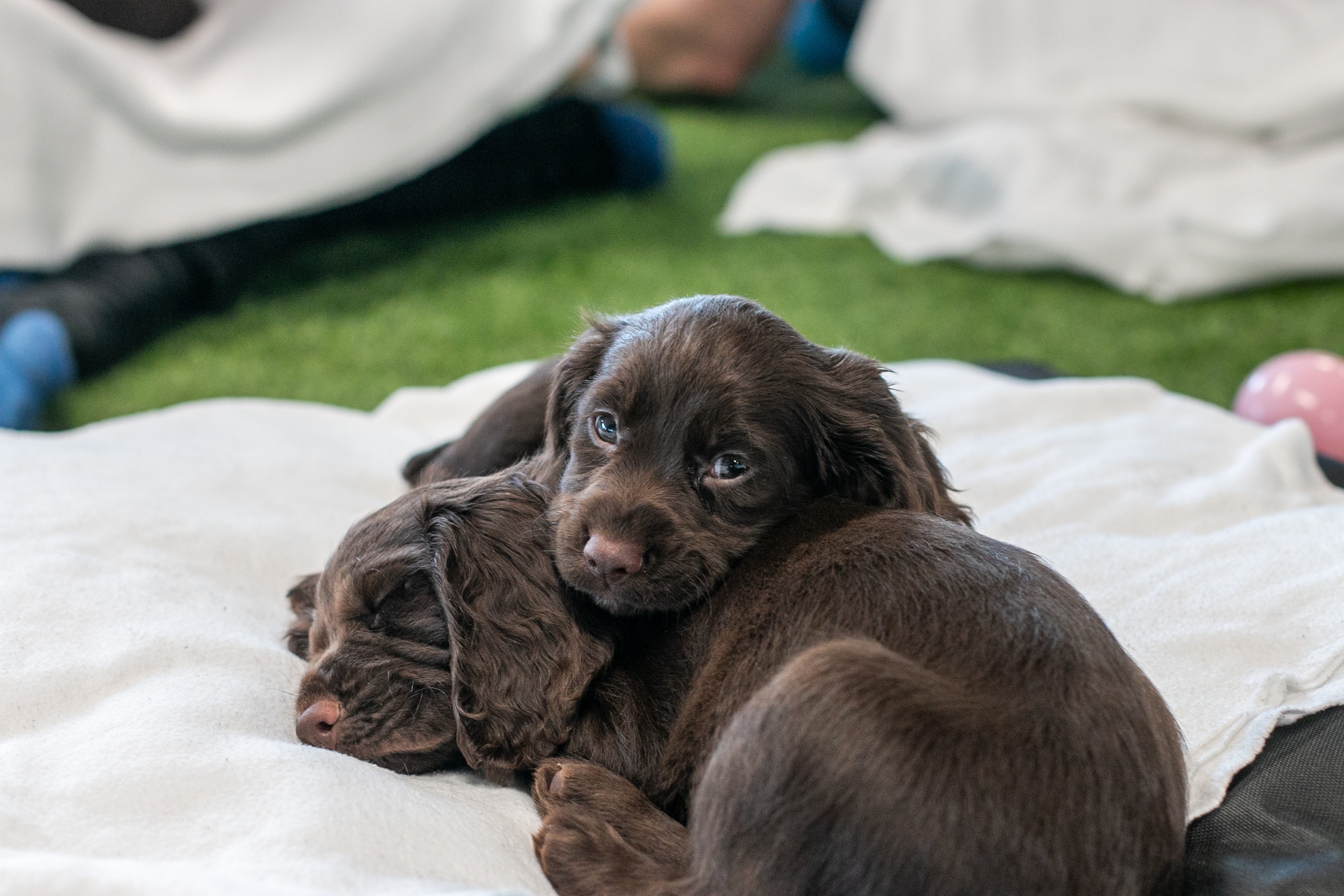 Healthy Pups Start With Ethical Breeders: The Importance of Proper ...