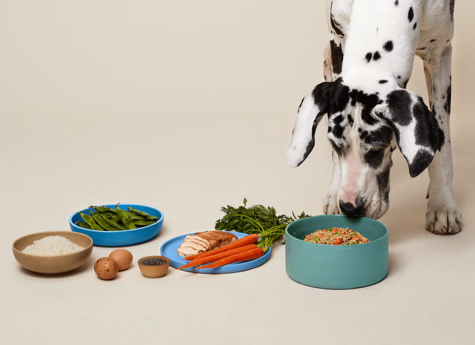 Get Your Tail Wagging: 6 Benefits of Signing Up for a Dog Food ...