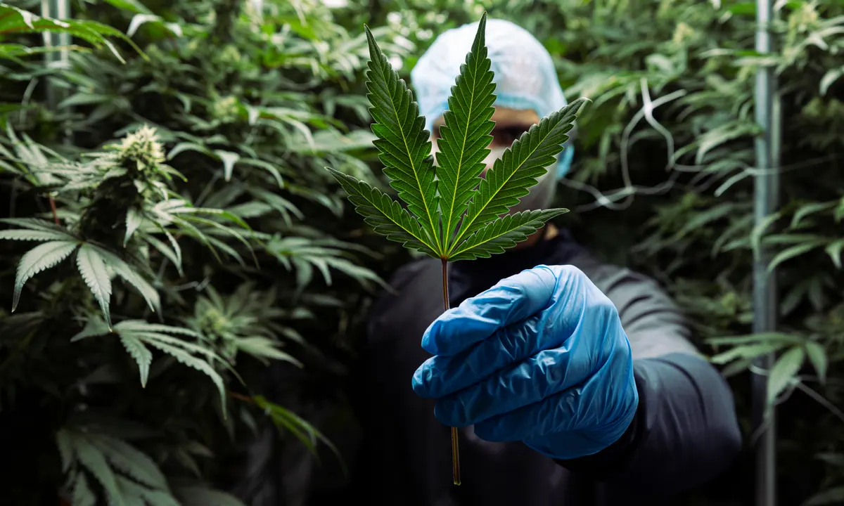 High Society: Exploring the Marijuana Culture in the UK - Feri.org