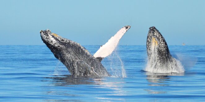 From Gray Whales to Humpbacks: A Guide to the Different Whale Species in Cabo San Lucas - Feri.org
