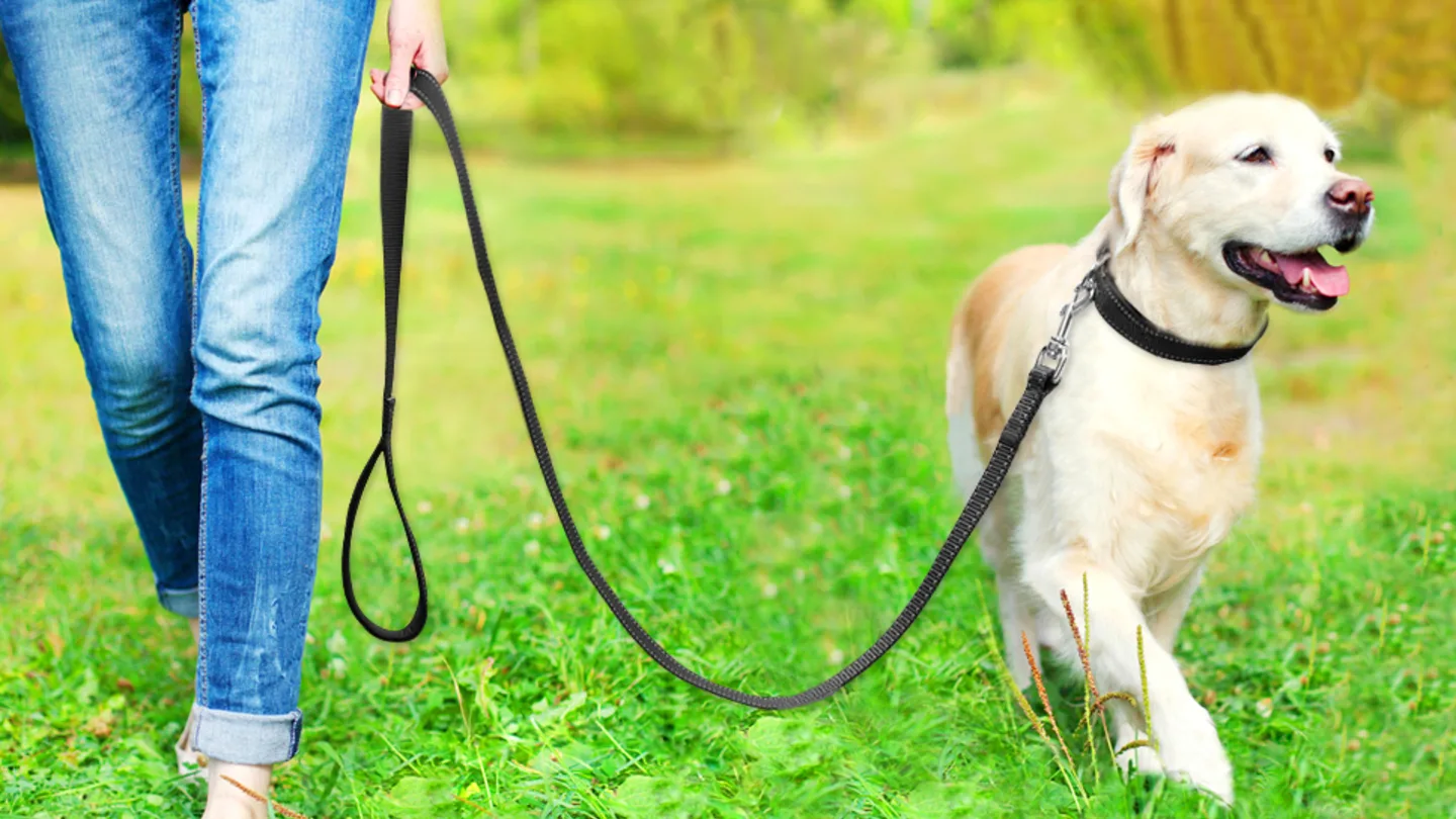 6 Best and Essential Accessories for Your Dog - Feri.org