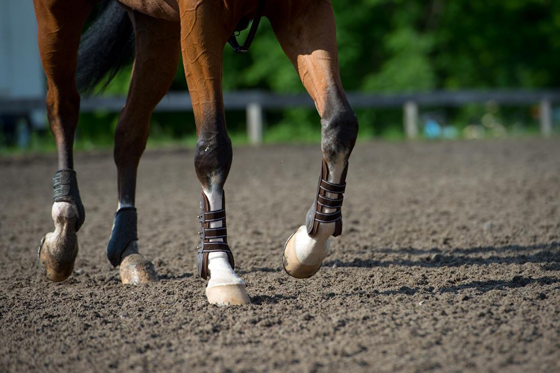 Understanding Equine Lameness: Causes, Signs, And Diagnosis - Feri.org