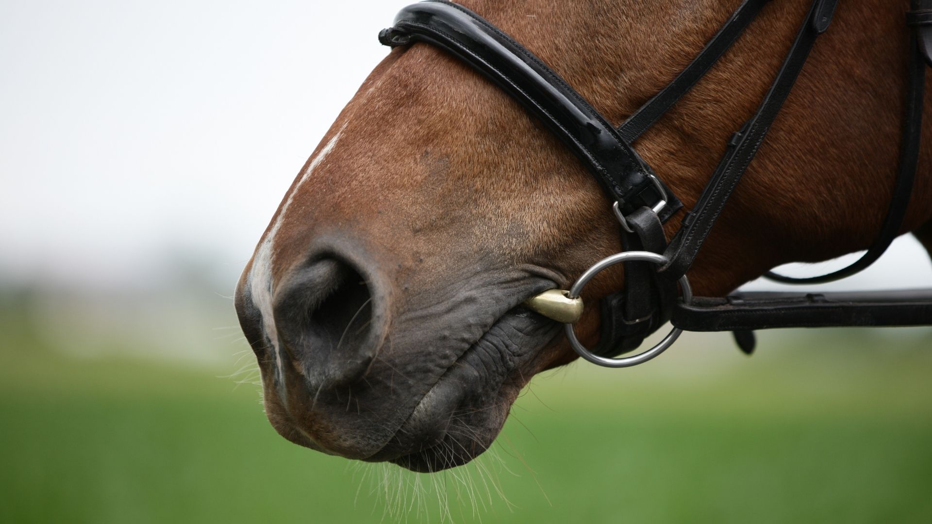 Horse Bits: Choosing the Right Bit for Your Horse - Feri.org
