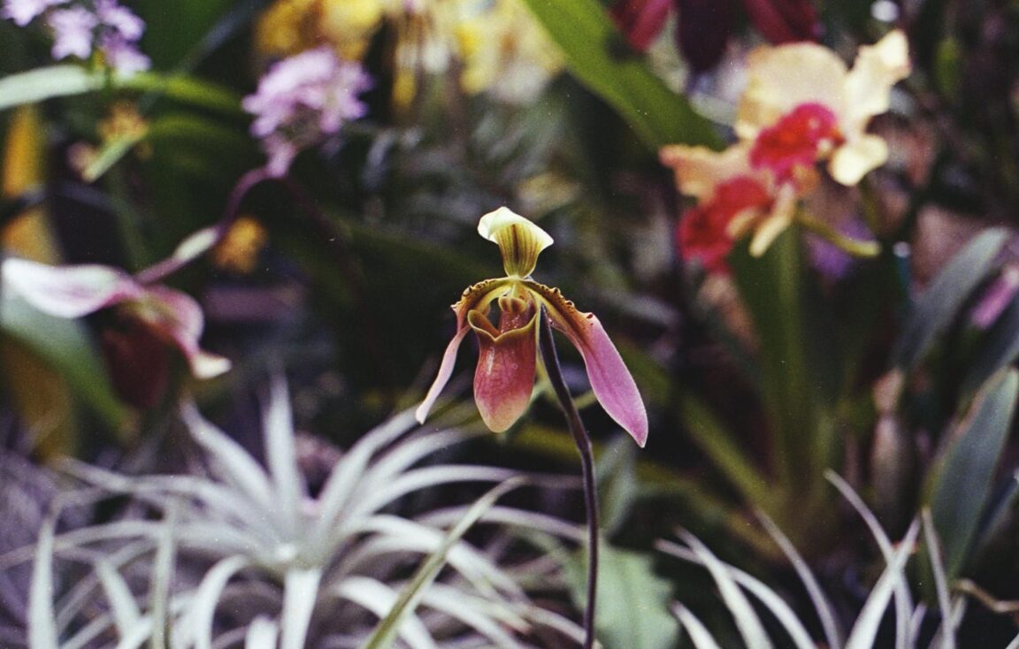 Orchid Bark 101: A Comprehensive Guide to Orchid Care - Feri.org